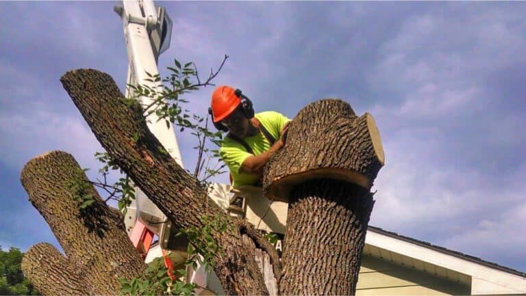Brian's Tree Service, LLC – Professional tree removal, trimming and ...